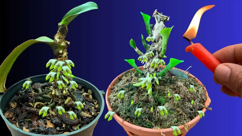Rejuvenating Old Orchids: Achieving Abundant Flowers and Healthy Roots ...
