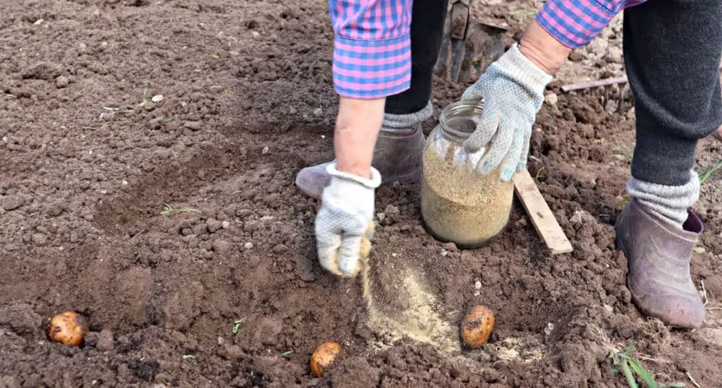 5 Fertilizers to Apply When Planting Potatoes: Boosting Yield and Bush ...