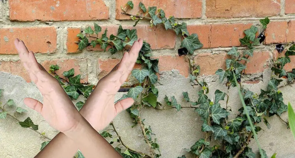 Three Effective Ways to Eliminate Ivy in Your Area. It Won’t Grow Back ...