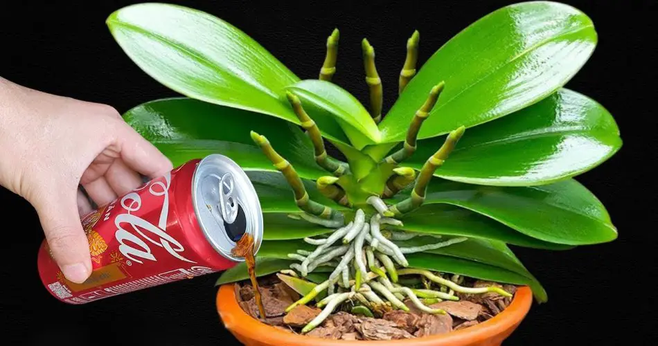 The Surprising Secret: How Coca-Cola Can Make Orchids Bloom Endlessly ...