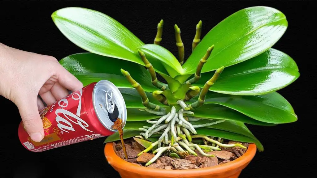The Surprising Secret: How Coca-Cola Can Make Orchids Bloom Endlessly ...