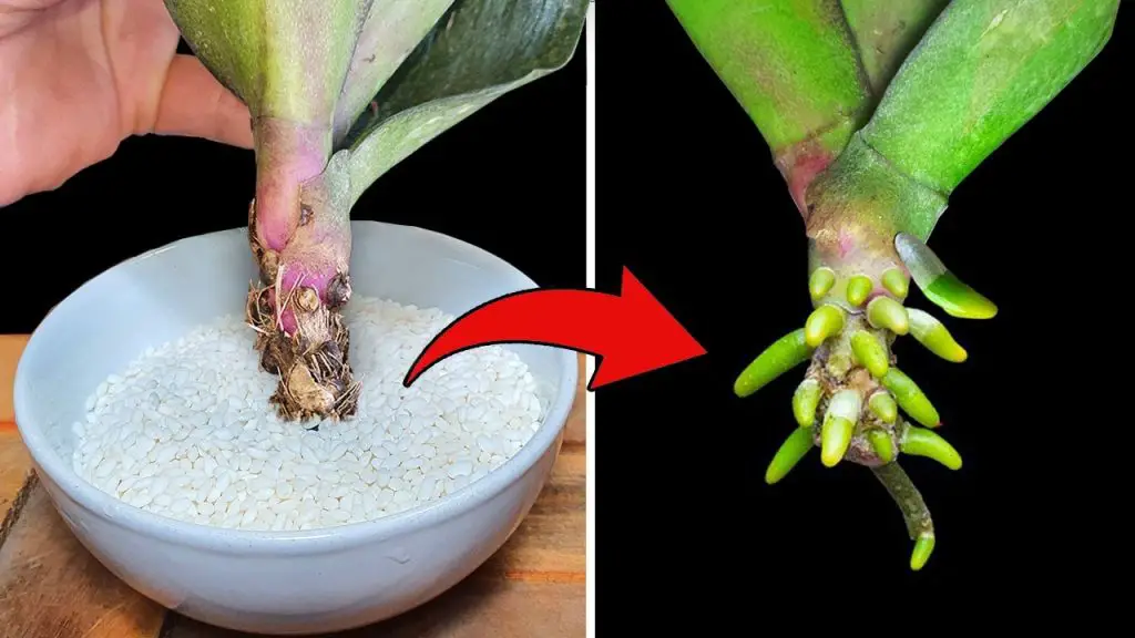 Magical Planting Method: How Aloe Vera and Rice Make Orchid Leaves Grow ...
