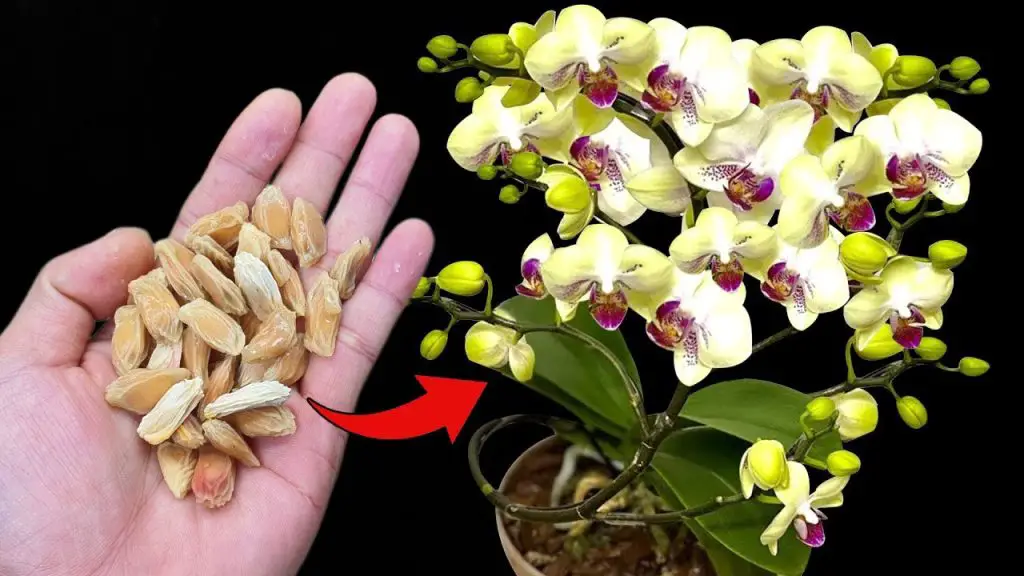 Unlock Year-Round Orchid Blooms and Healthy Roots with Grapefruit Seeds ...