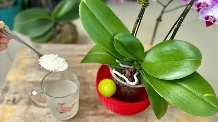 This is What Happens When You Use Rice Water to Water Orchids ...