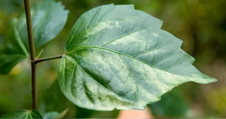 Sunburn in Plants: 3 Essential Tips for Relief – Greenhome Gardening