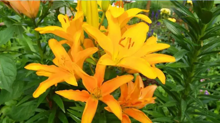Planting Lilies: Tips for Better Growth – Greenhome Gardening