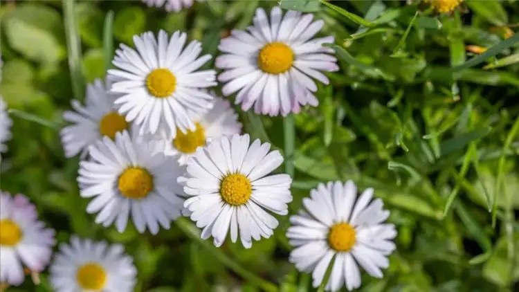 Daisies in the Lawn: 5 Reasons to Embrace Them – Greenhome Gardening