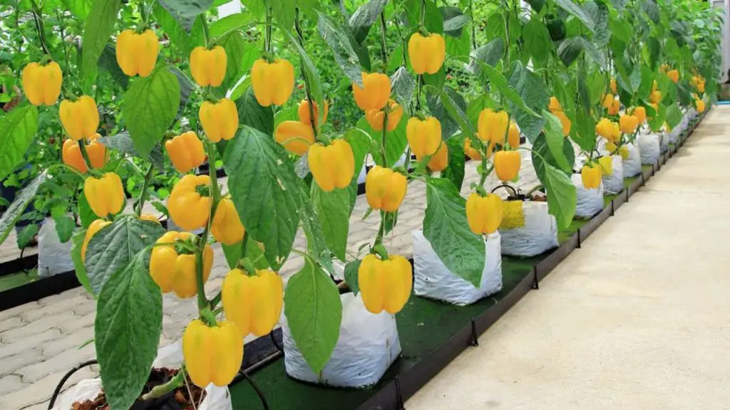 Everyone Should Know This Plant Breeding Technique with Beetroot Elixir ...