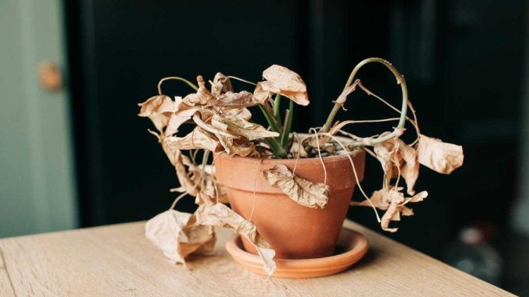 How to Revive Wilted Plants: 7 Effective Tips – Greenhome Gardening
