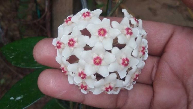 How to Grow Wax Flower: Secrets for Flourishing Blooms – Greenhome ...