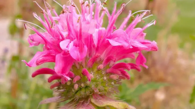 Indian Nettle: 3 Expert Tips for Optimal Care – Greenhome Gardening