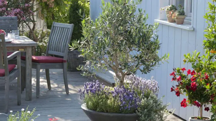 How to Repot an Olive Tree: A Step-by-Step Guide – Greenhome Gardening