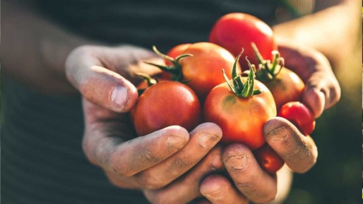 5 Good Reasons to Grow Your Own Tomatoes – Greenhome Gardening