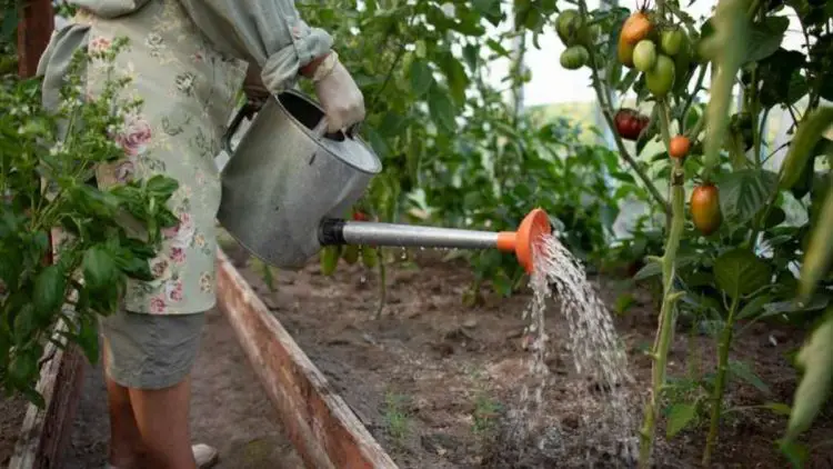 Water-Hungry Vegetables and Their Watering Needs – Greenhome Gardening