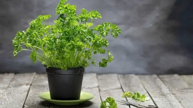 How to Grow Parsley in Pots Indoors: A Complete Guide – Greenhome Gardening
