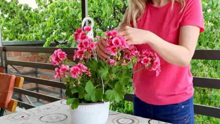 Keep Your Geraniums Blooming Continuously for Over a Year! – Greenhome ...