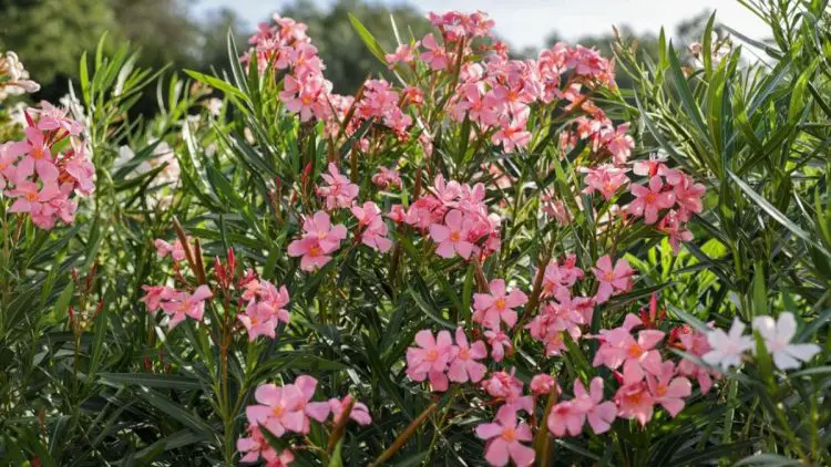 My Oleander Is Not Flowering: Tips and Tricks for Full Bloom ...