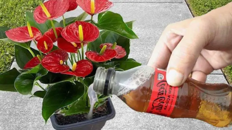 The Secret to Year-Round Blooms: A Simple Fertilizer Recipe Using ...