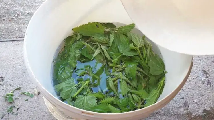 The Most Powerful Fertilizer and Insecticide That Exists in Nature ...