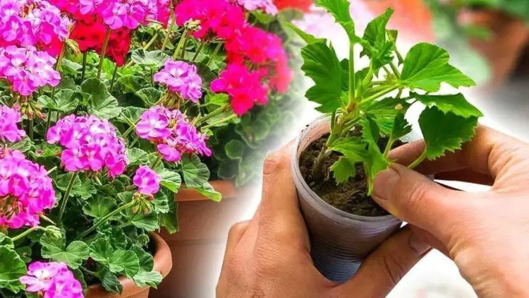 How to Grow Geraniums from a Stem? – Greenhome Gardening