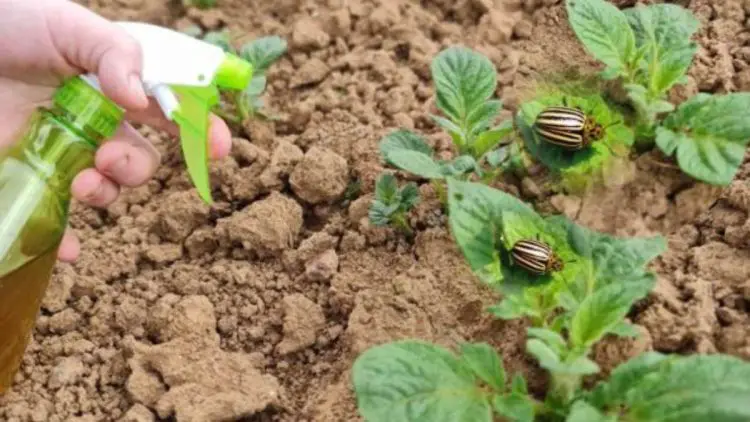 How to Fight Colorado Beetles Naturally and Protect Your Crops ...