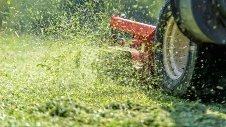 Why is the Smell of Fresh Grass a Warning Signal? – Greenhome Gardening
