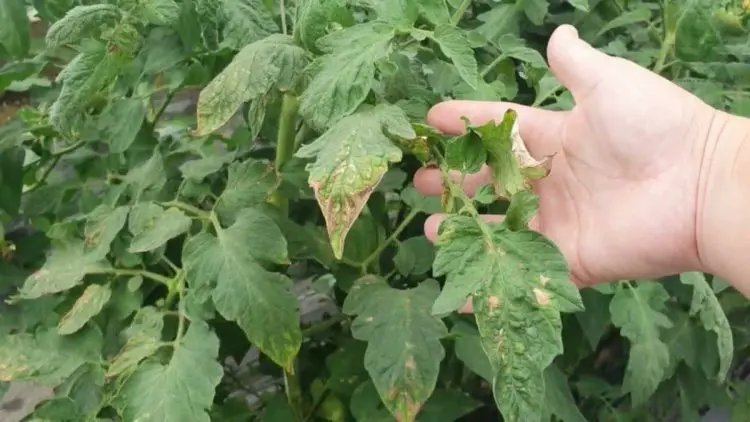 Understanding Tomato Diseases: How to Recognize and Prevent Them ...