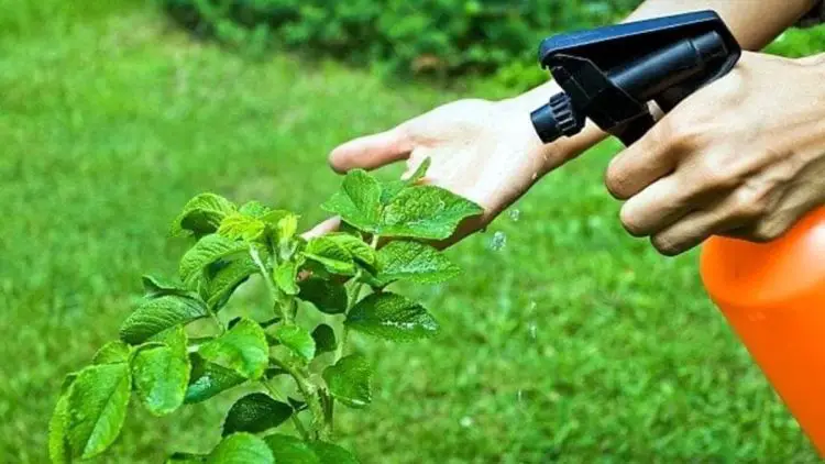 Natural and Homemade Insecticides: Save Your Garden Without Destroying ...