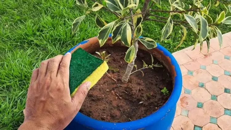 Don’t Throw Away Your Old Dish Sponges: You Can Protect Your Plants and ...