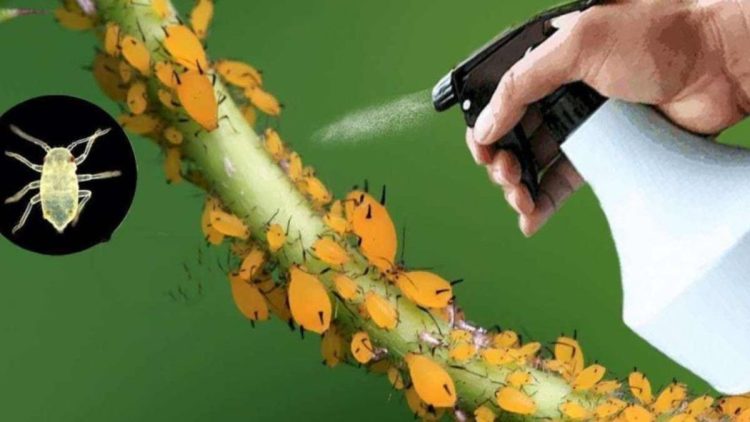 The Most Powerful Natural Insecticide: Instantly Eliminates Aphids and ...