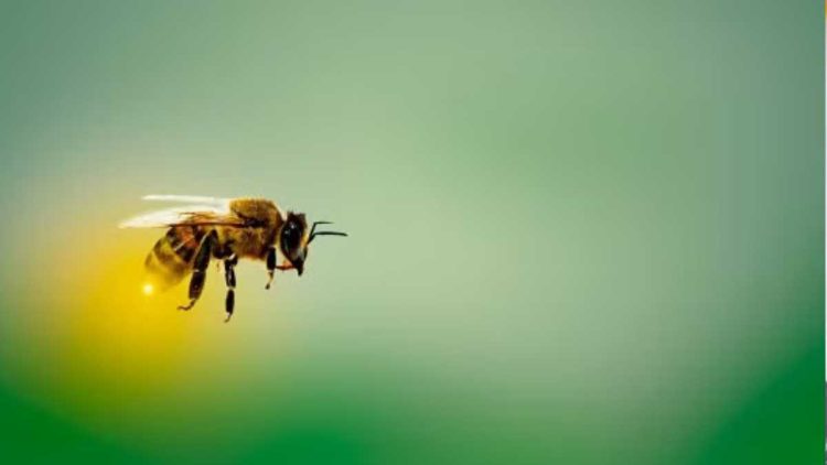 10 Plants That Are Not Useful to Bees – Greenhome Gardening