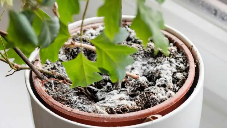 How to Get Rid of Mold on Potting Soil: 4 Tips to Save Your Houseplants ...
