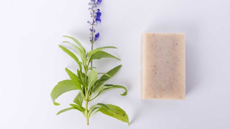 Soap: The Unexpected Secret to Transform Your Plants – Here’s Why ...