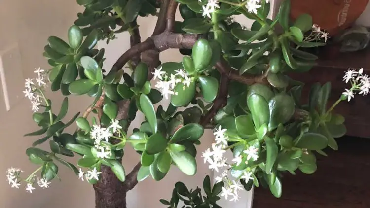 The Natural Ingredient That Activates the Flowering of the Jade Tree ...