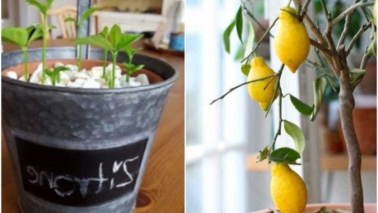 Planting and Caring for a Lemon Tree: A Guide to Growing Your Own Citrus Tree – Greenhome Gardening