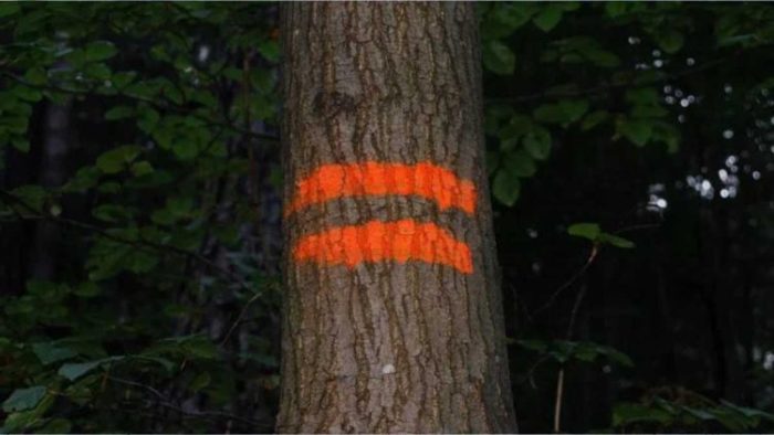 What Does It Mean If You See a Tree Painted Orange? Understanding Tree ...
