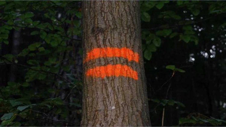 What Does It Mean If You See a Tree Painted Orange? Understanding Tree ...